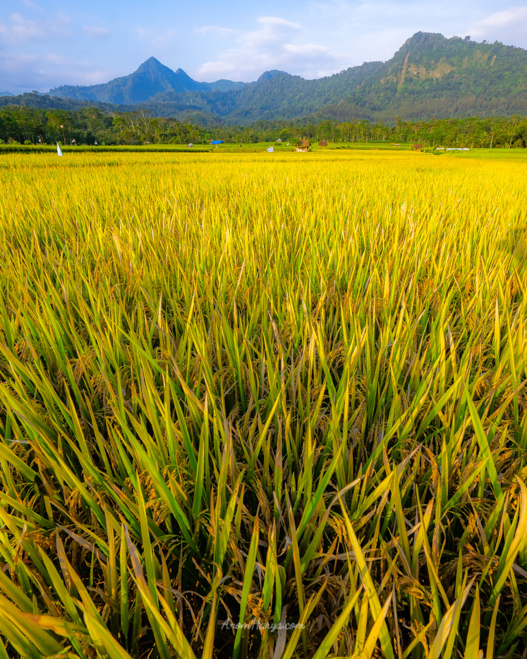 Sawah padi di bibir Waduk Selorejo Malang – Anom Harya